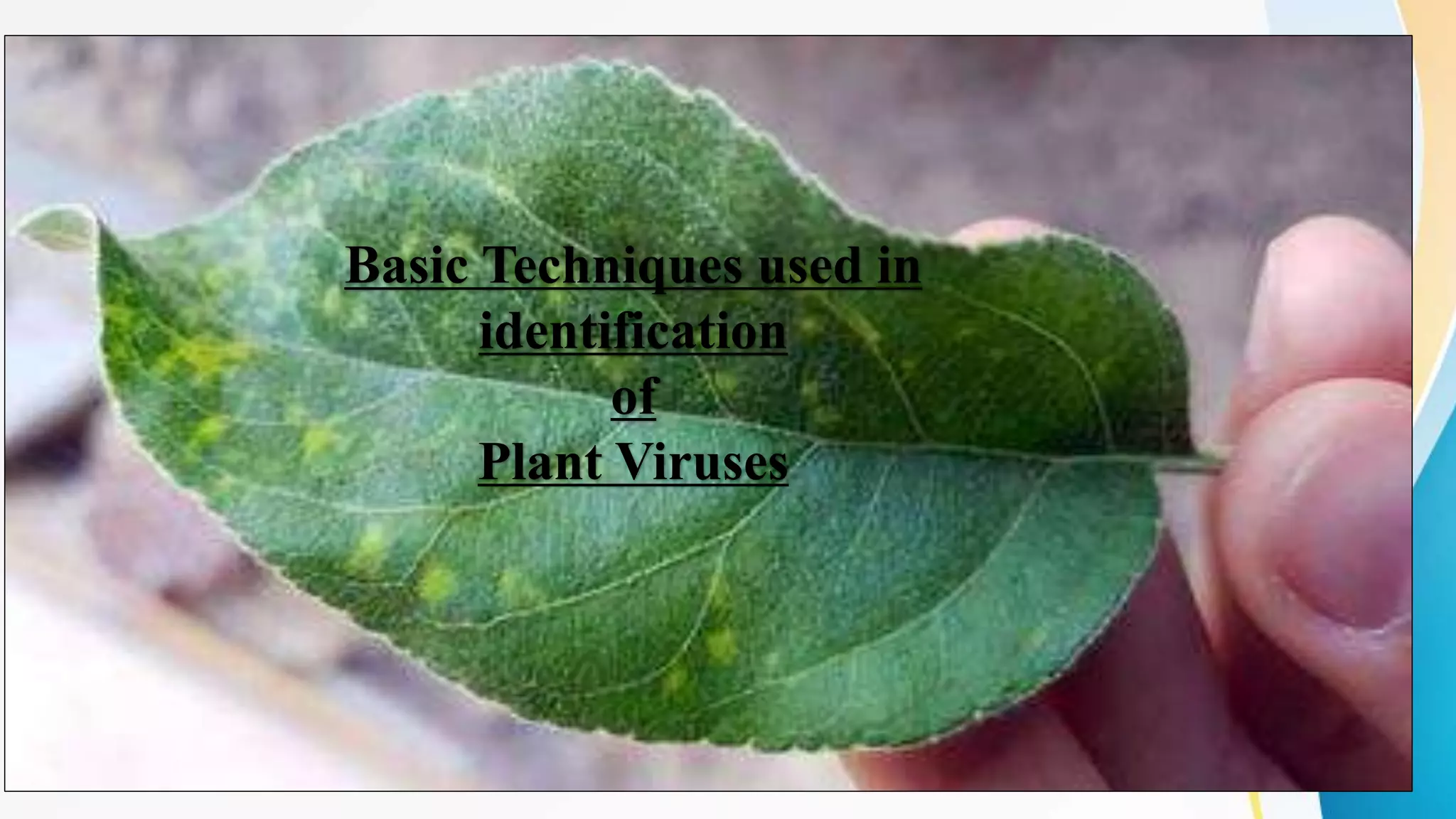 Basic Techniques used in identification of Plant Viruses.pptx