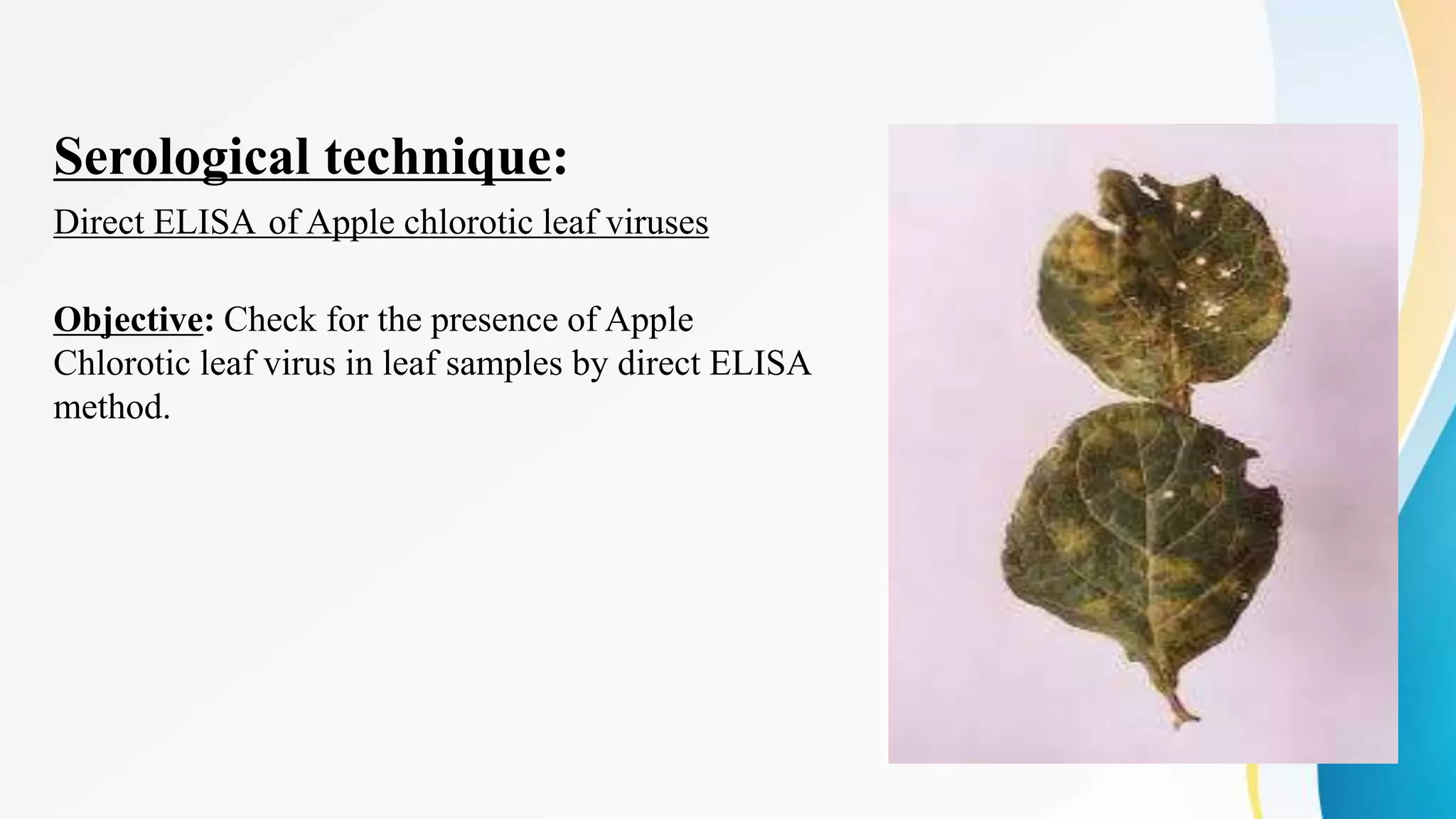 Basic Techniques used in identification of Plant Viruses.pptx