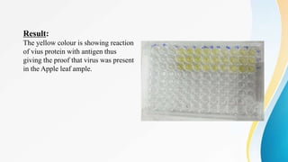 Basic Techniques used in identification of Plant Viruses.pptx