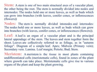 basic terminology of plant physiology.pptx
