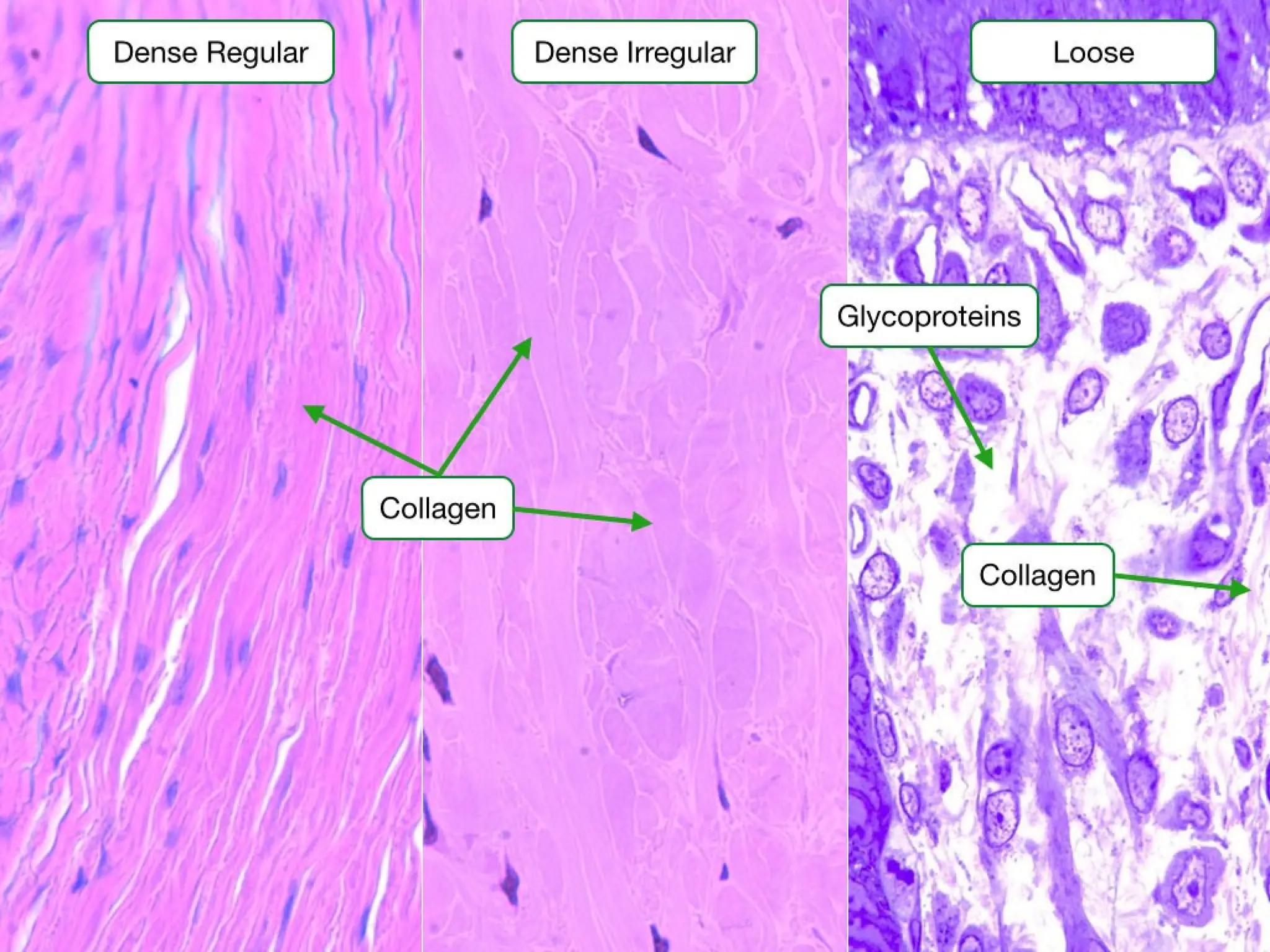 Basic histology tissues of human for medical students | PPTX