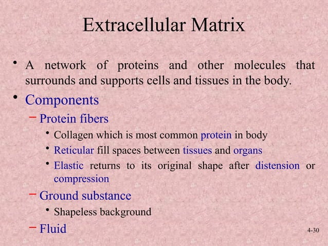 Basic histology tissues of human for medical students | PPT