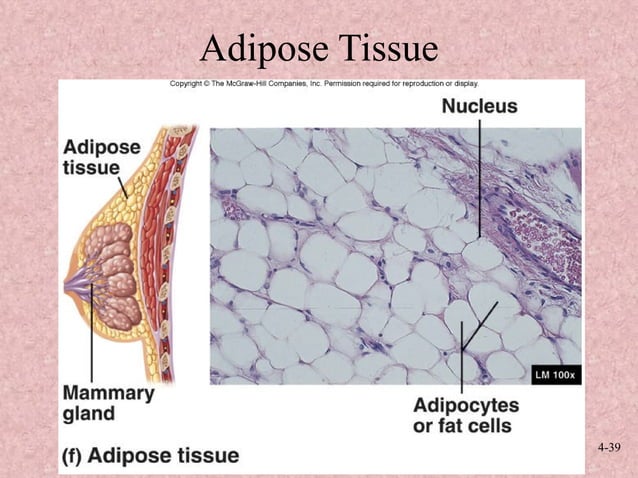 Basic histology tissues of human for medical students | PPT