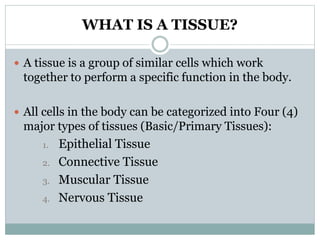 Basic Tissues 1.pptx