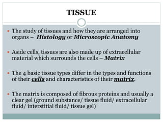 Basic Tissues 1.pptx