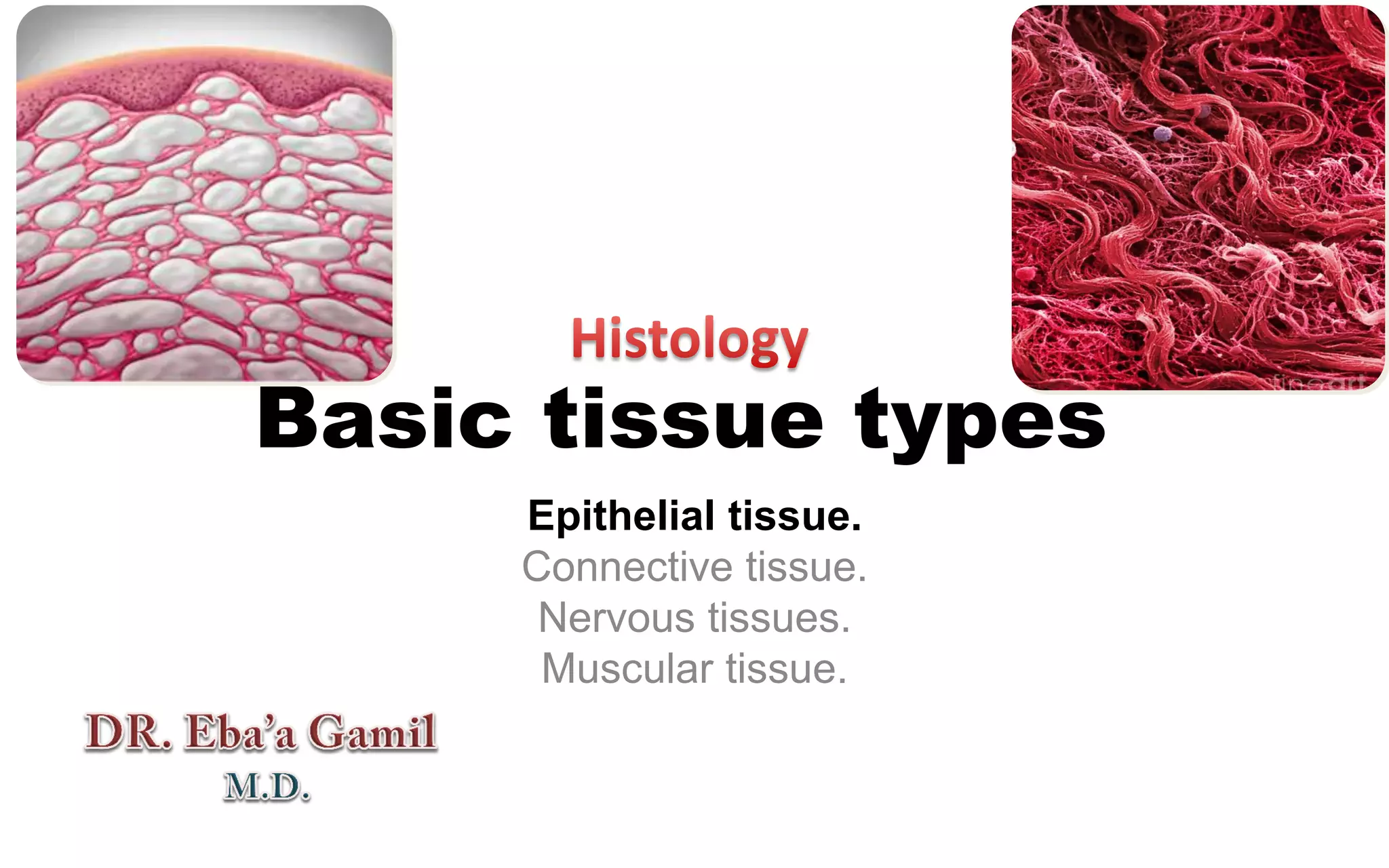Basic tissue types 1( Epithelial tissue ) | PDF