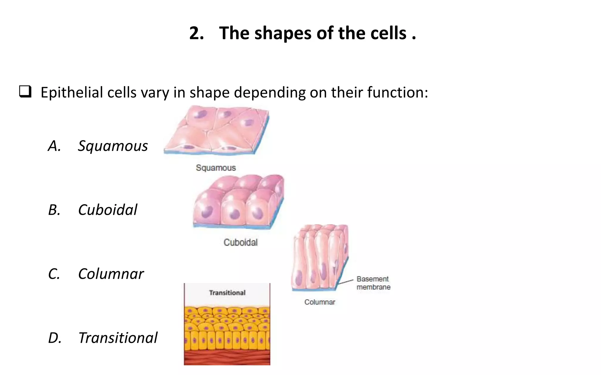 Basic tissue types 1( Epithelial tissue ) | PDF