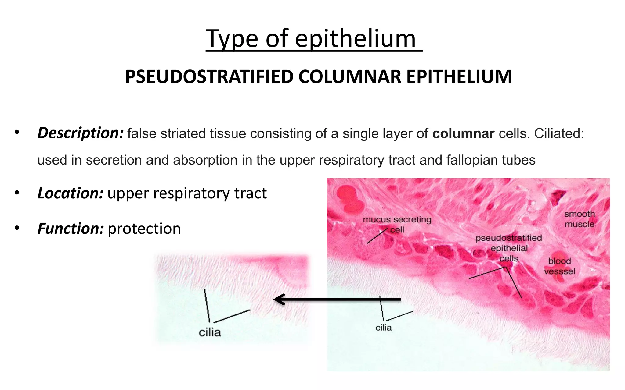 Basic tissue types 1( Epithelial tissue ) | PDF