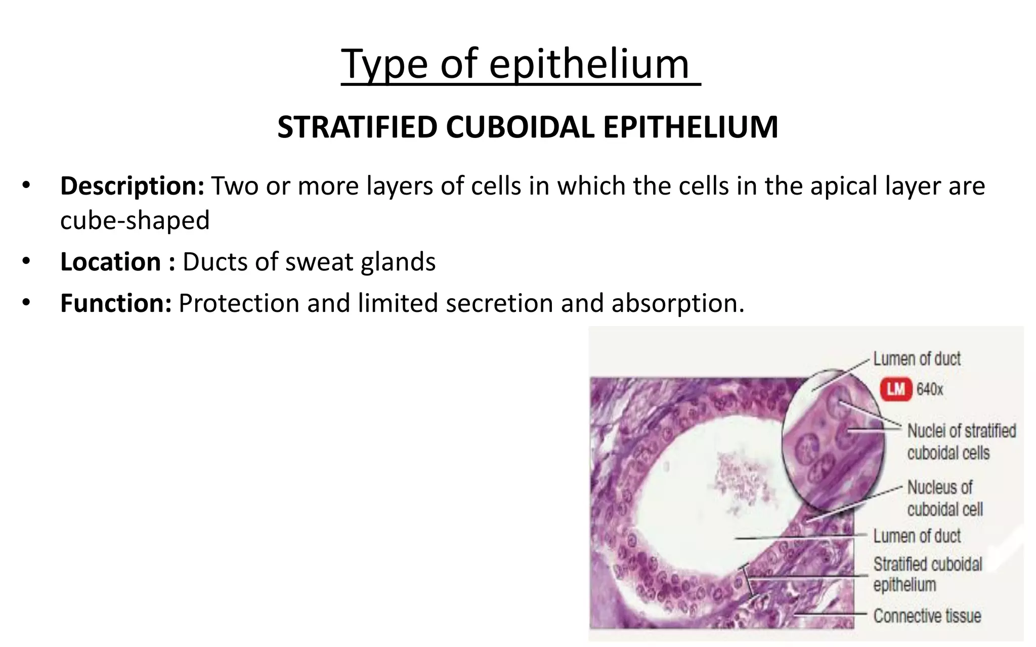 Basic tissue types 1( Epithelial tissue ) | PDF