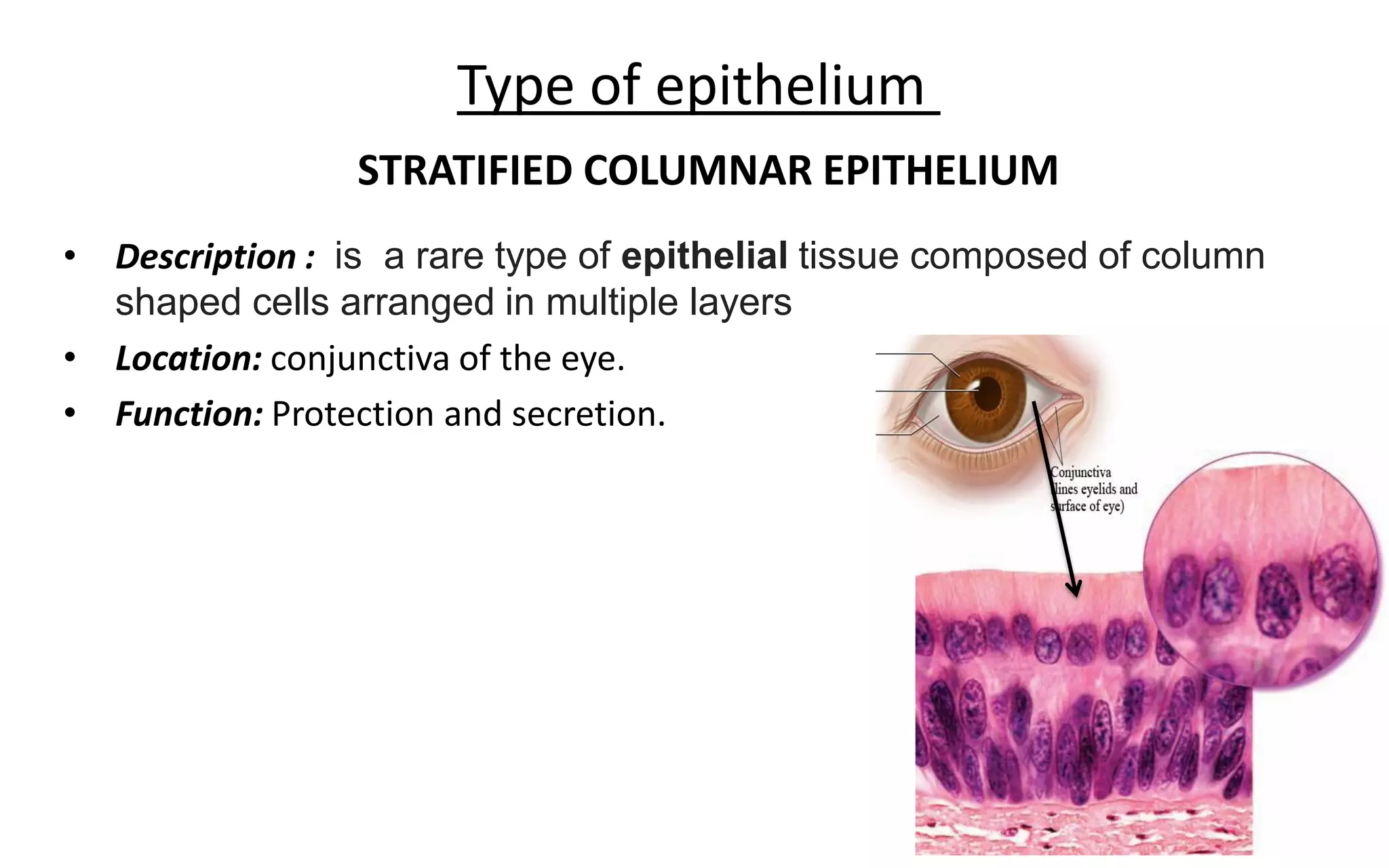 Basic tissue types 1( Epithelial tissue ) | PDF