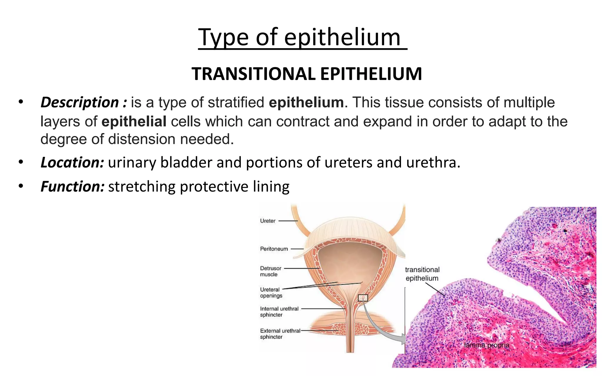 Basic tissue types 1( Epithelial tissue ) | PDF