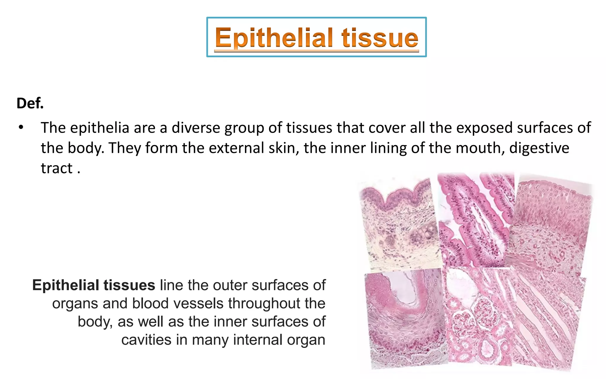 Basic tissue types 1( Epithelial tissue ) | PDF