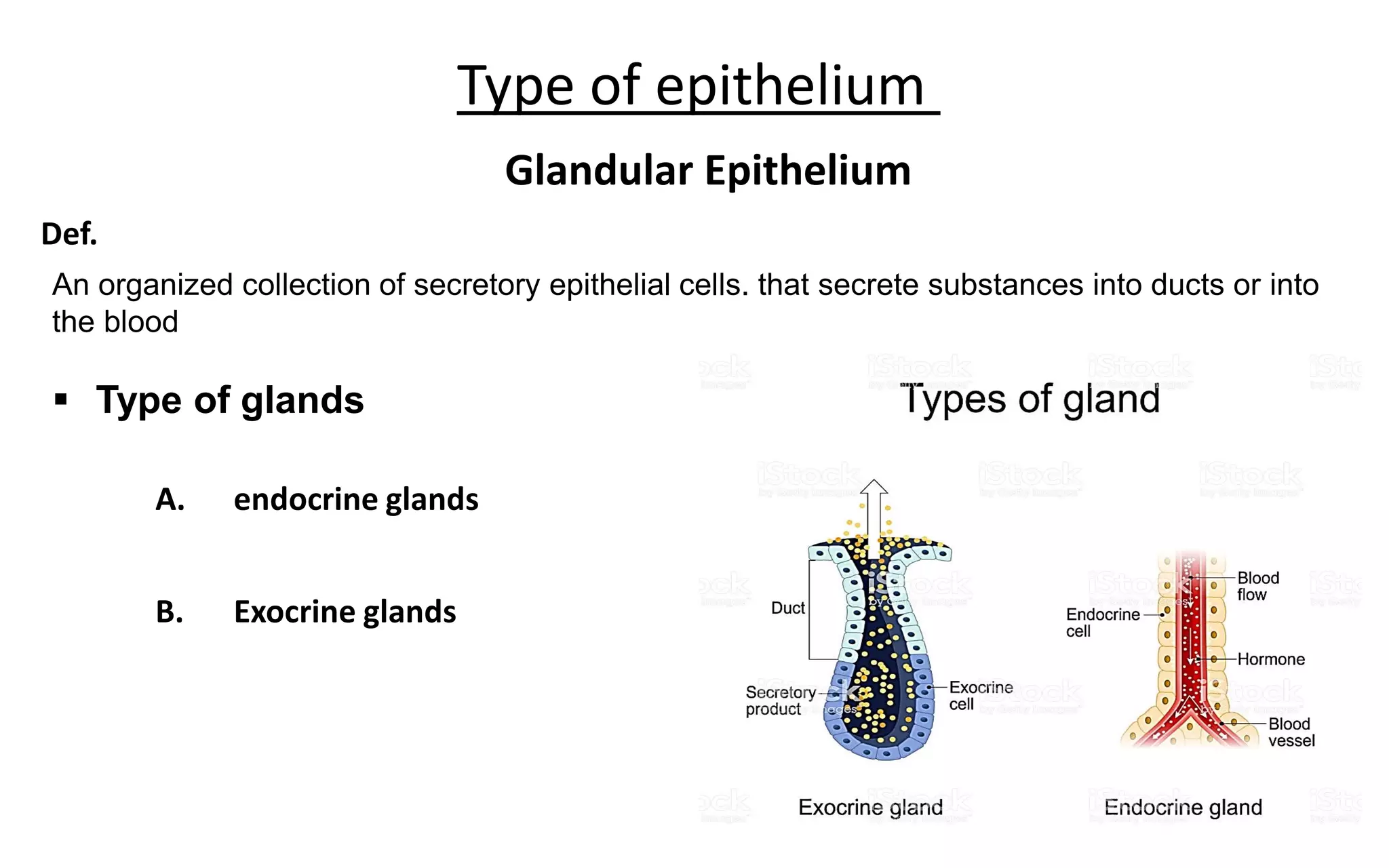 Basic tissue types 1( Epithelial tissue ) | PDF