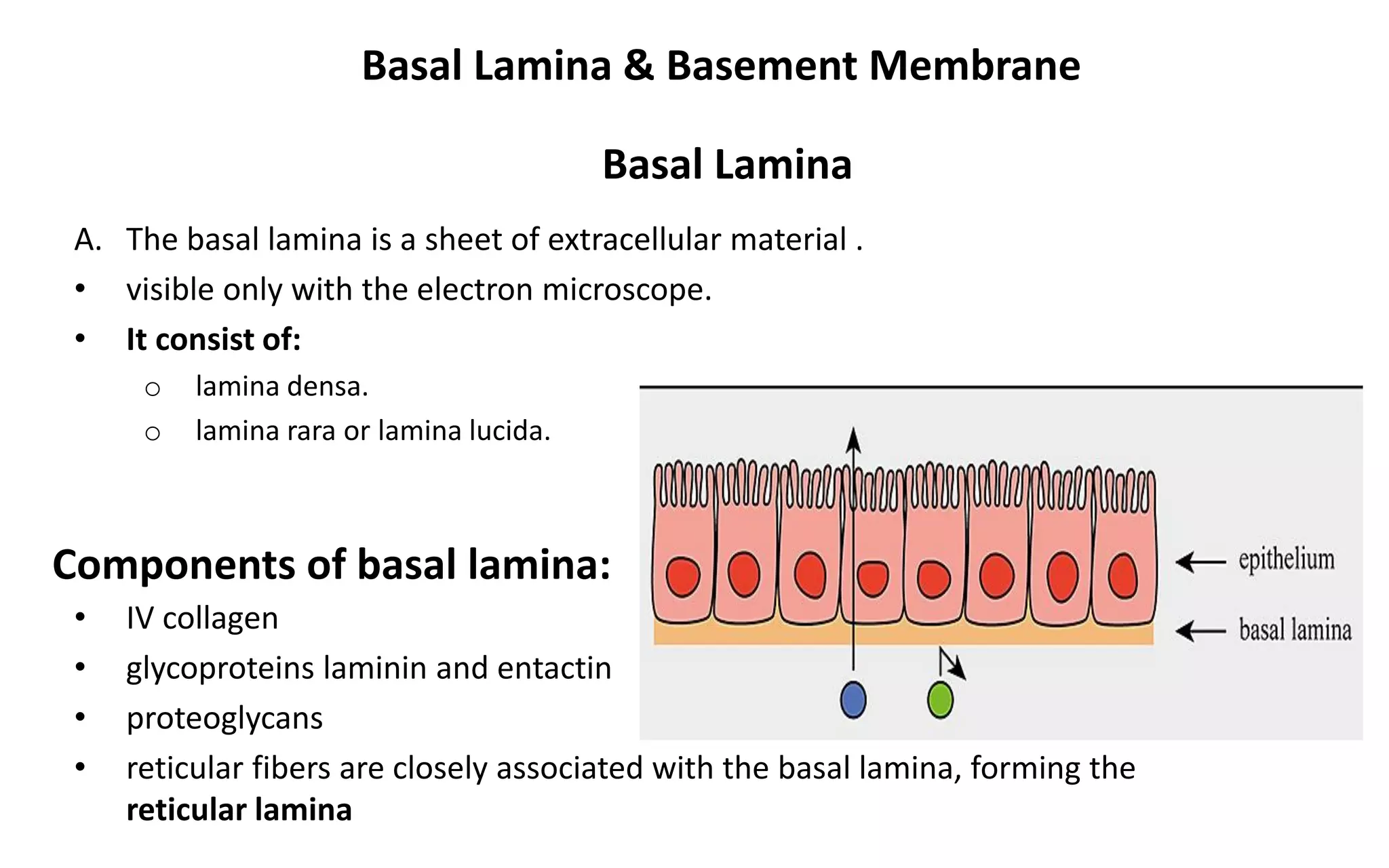Basic tissue types 1( Epithelial tissue ) | PDF