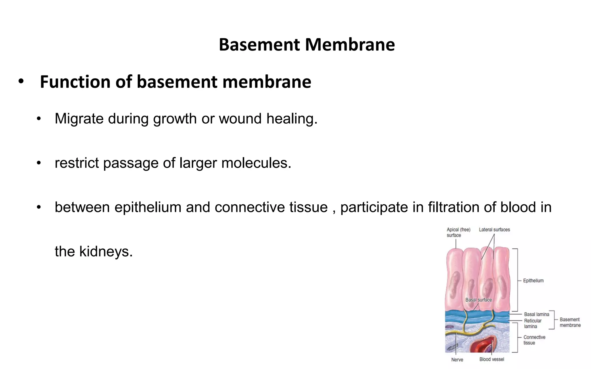 Basic tissue types 1( Epithelial tissue ) | PDF