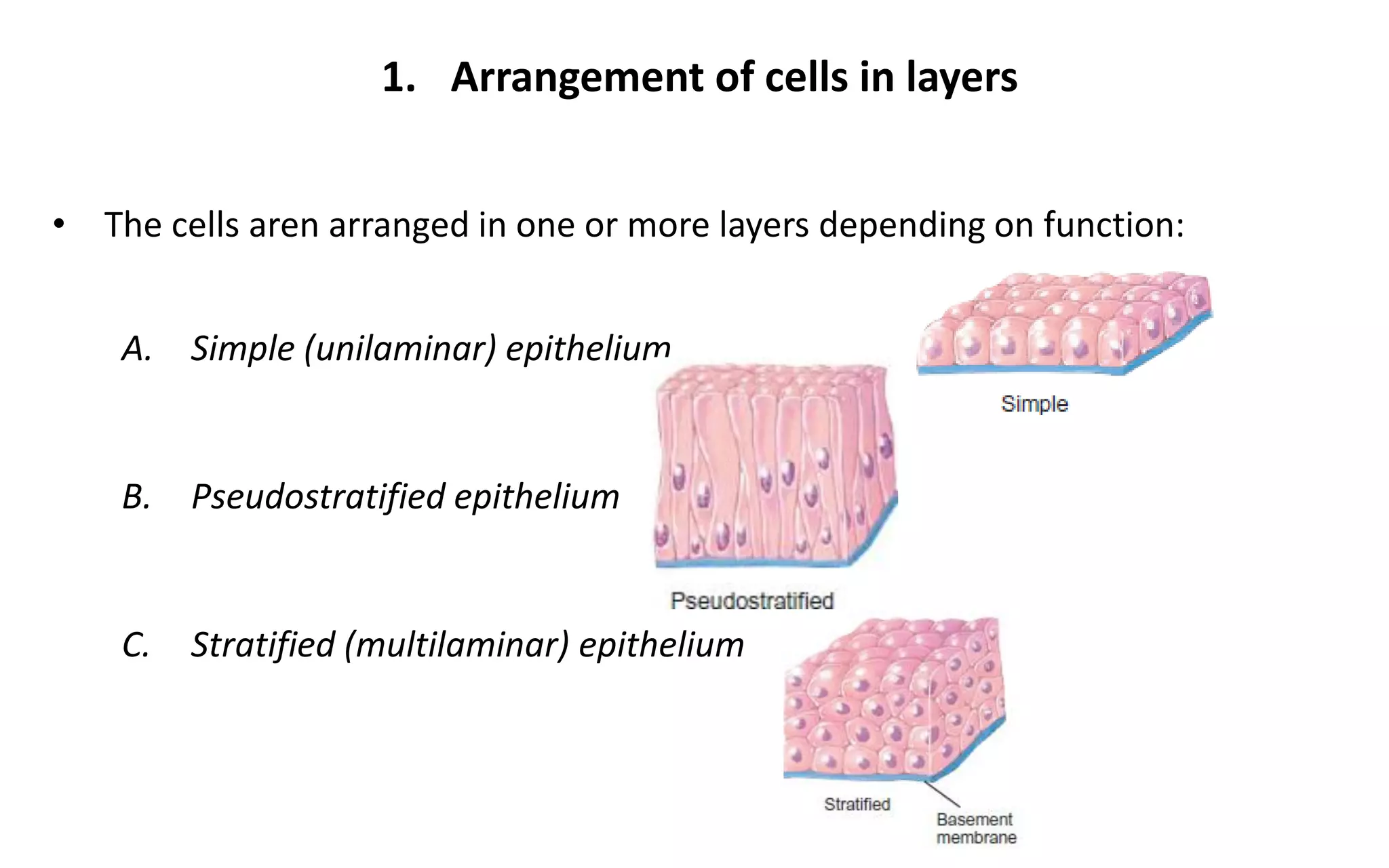 Basic tissue types 1( Epithelial tissue ) | PDF