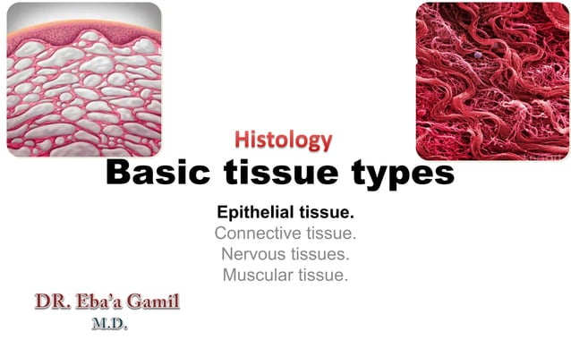 Basic tissue types 1( Epithelial tissue ) | PDF