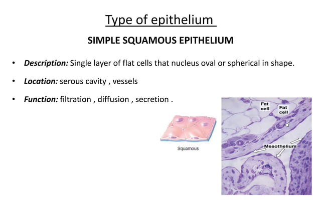 Basic tissue types 1( Epithelial tissue ) | PDF