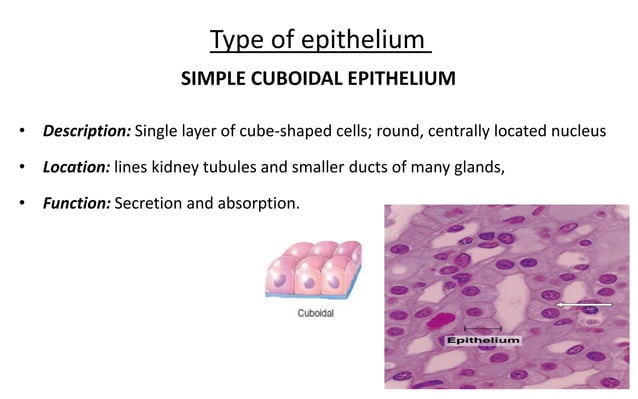 Basic tissue types 1( Epithelial tissue ) | PDF