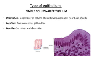 Basic tissue types 1( Epithelial tissue ) | PDF