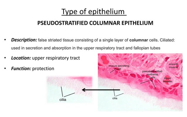 Basic tissue types 1( Epithelial tissue ) | PDF