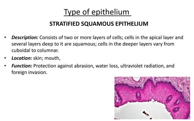 Basic tissue types 1( Epithelial tissue ) | PDF