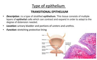 Basic tissue types 1( Epithelial tissue ) | PDF