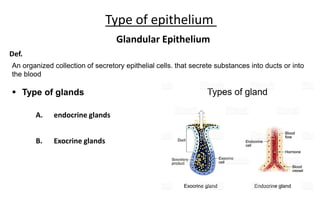 Basic tissue types 1( Epithelial tissue ) | PDF