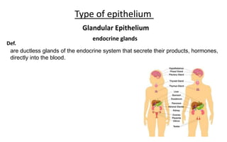 Basic tissue types 1( Epithelial tissue ) | PDF