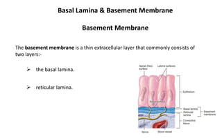 Basic tissue types 1( Epithelial tissue ) | PDF