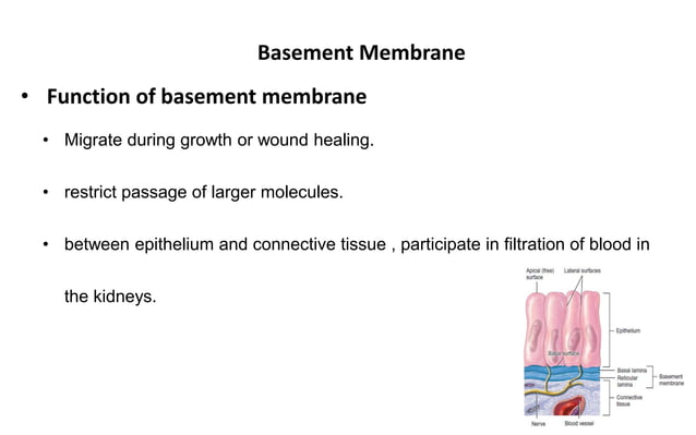 Basic tissue types 1( Epithelial tissue ) | PDF