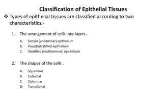 Basic tissue types 1( Epithelial tissue ) | PDF