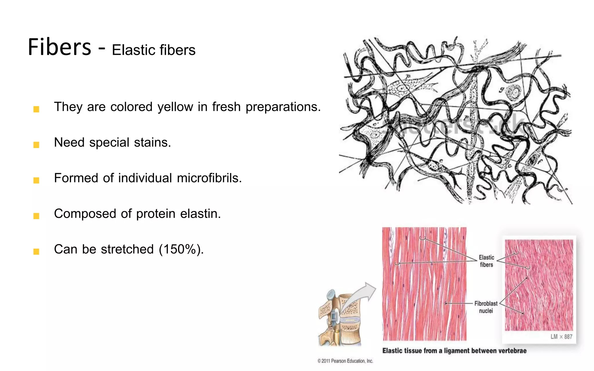 Basic tissue types (2)( Connective tissue ) | PDF