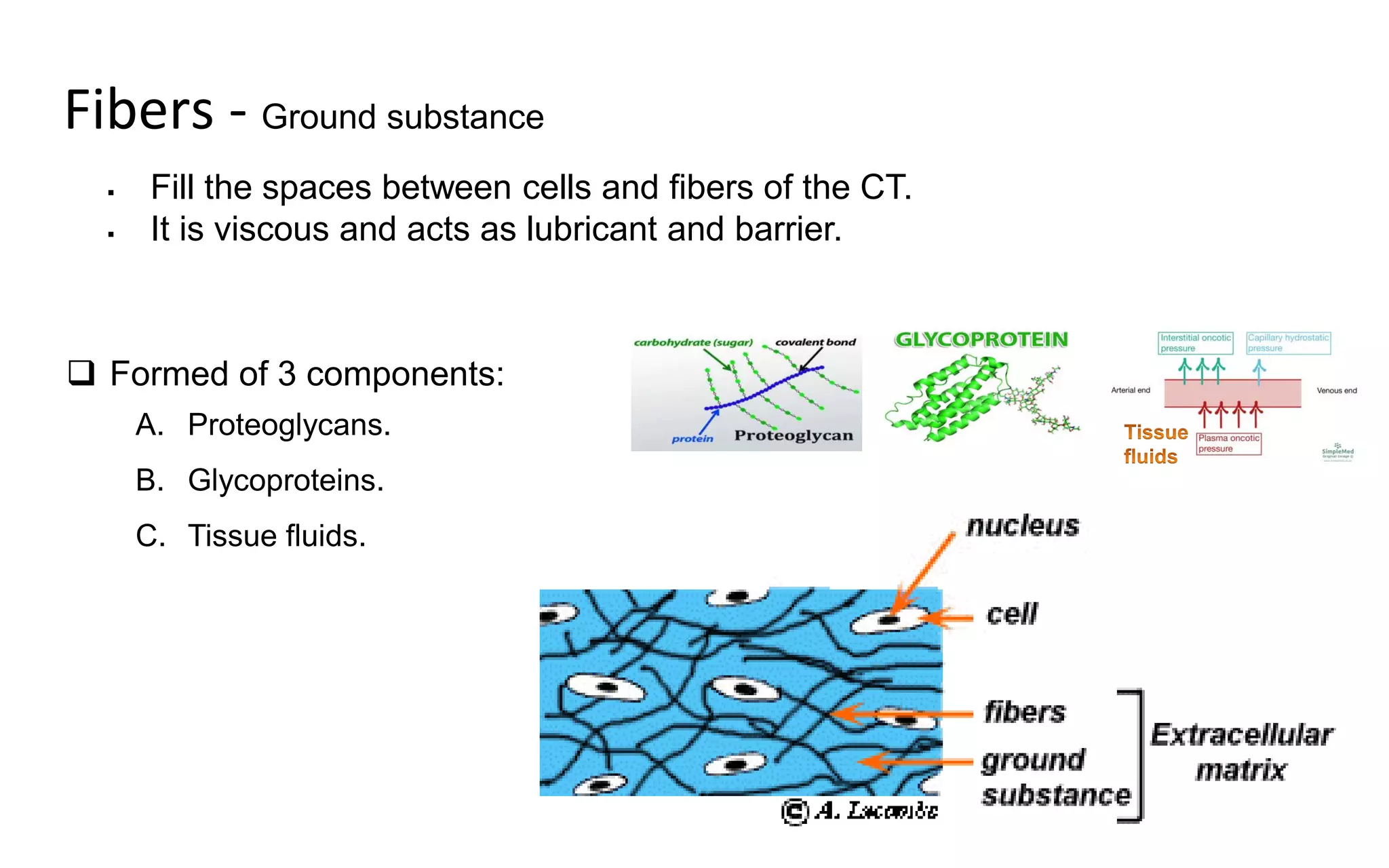 Basic tissue types (2)( Connective tissue ) | PDF