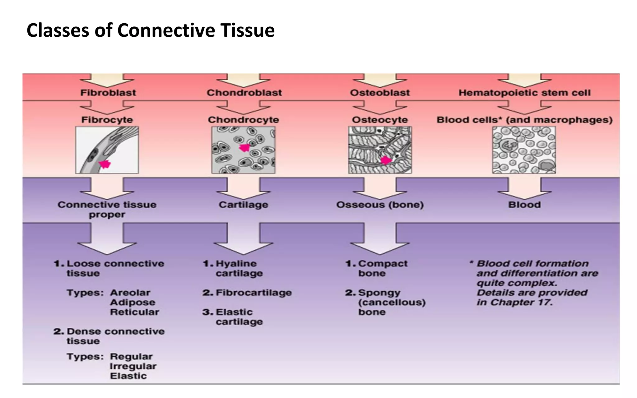 Basic tissue types (2)( Connective tissue ) | PDF