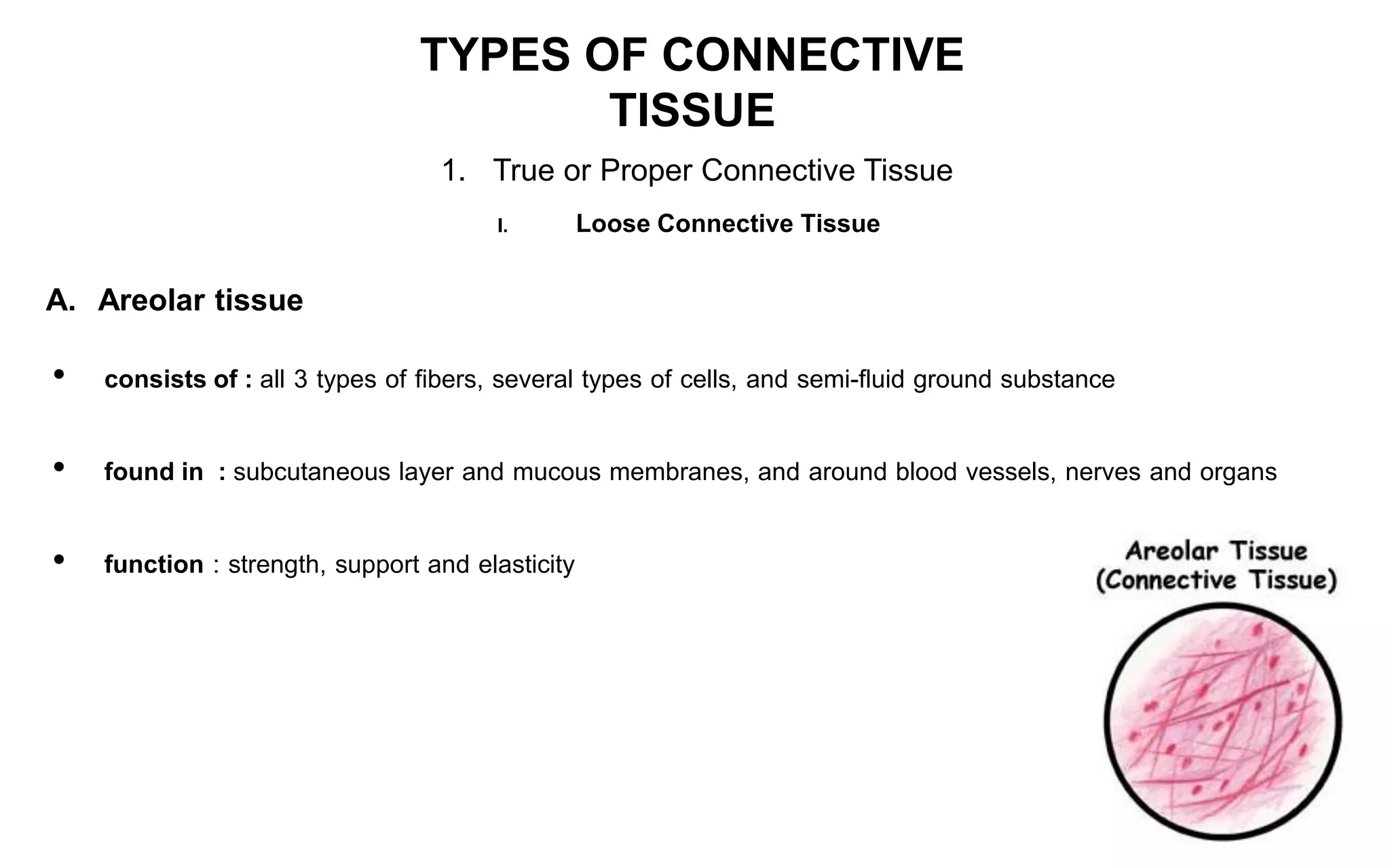 Basic tissue types (2)( Connective tissue ) | PDF