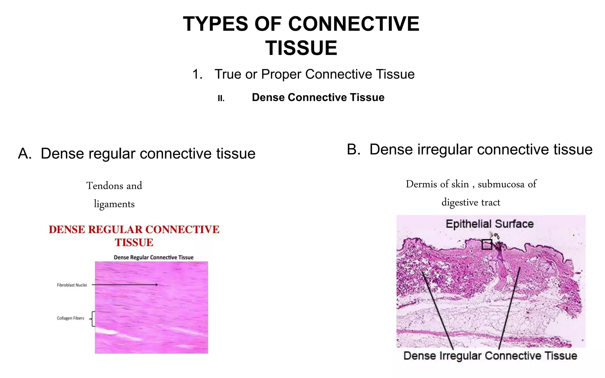 Basic tissue types (2)( Connective tissue ) | PDF