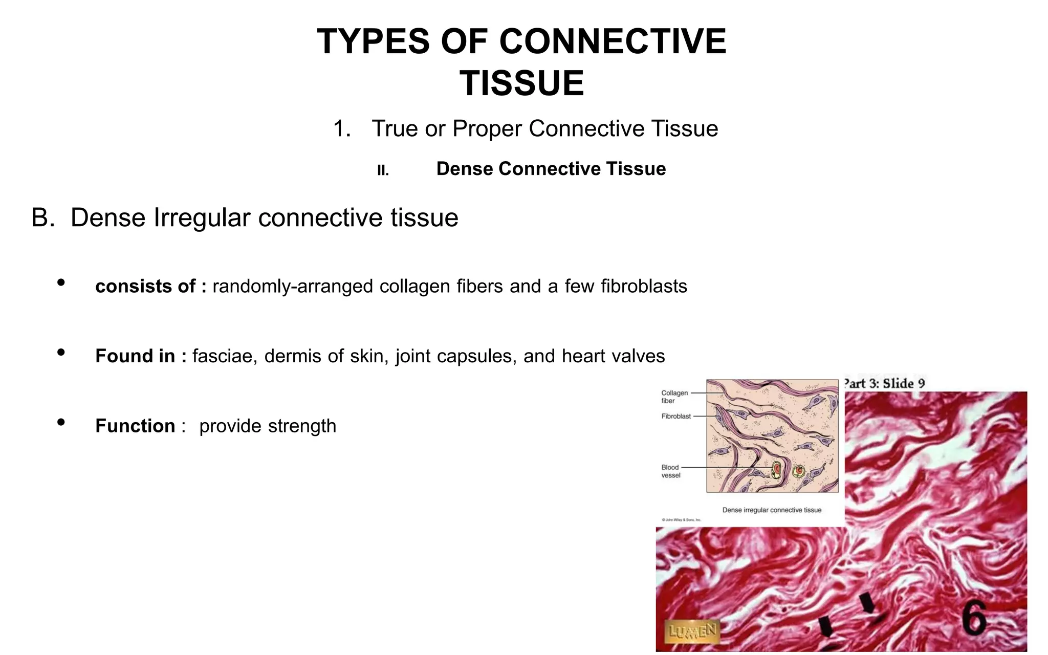 Basic tissue types (2)( Connective tissue ) | PDF