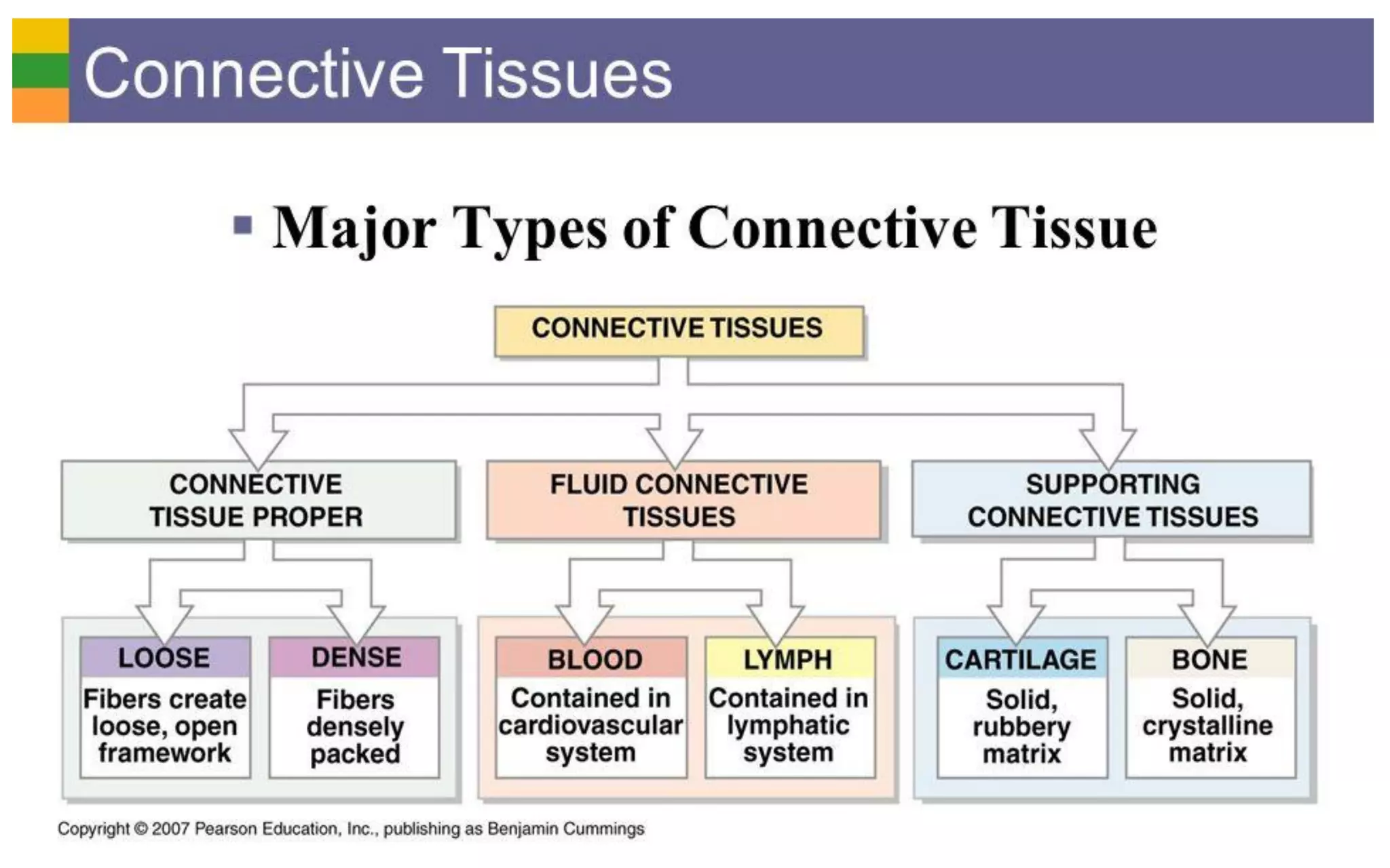 Basic tissue types (2)( Connective tissue ) | PDF