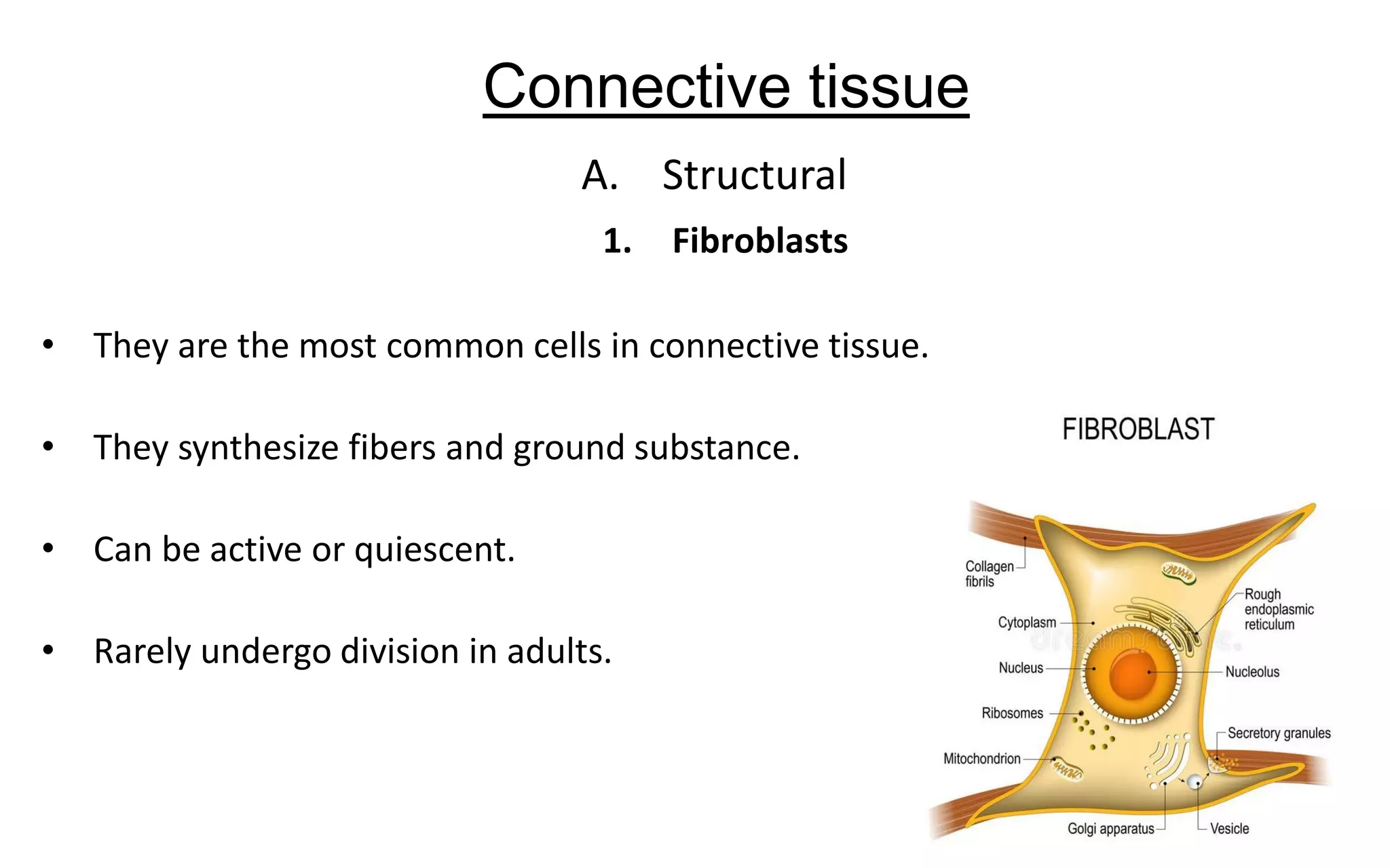 Basic tissue types (2)( Connective tissue ) | PDF