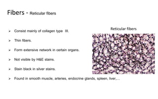 Basic tissue types (2)( Connective tissue ) | PDF