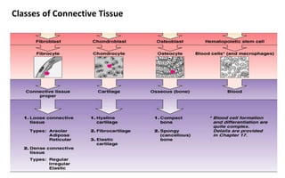 Basic tissue types (2)( Connective tissue ) | PDF