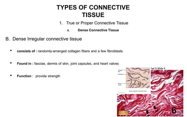 Basic tissue types (2)( Connective tissue ) | PDF