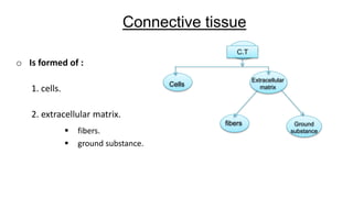Basic tissue types (2)( Connective tissue ) | PDF