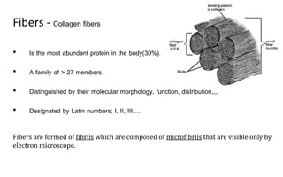 Basic tissue types (2)( Connective tissue ) | PDF