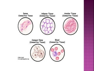 Basic tissue types in the human body | PPTX