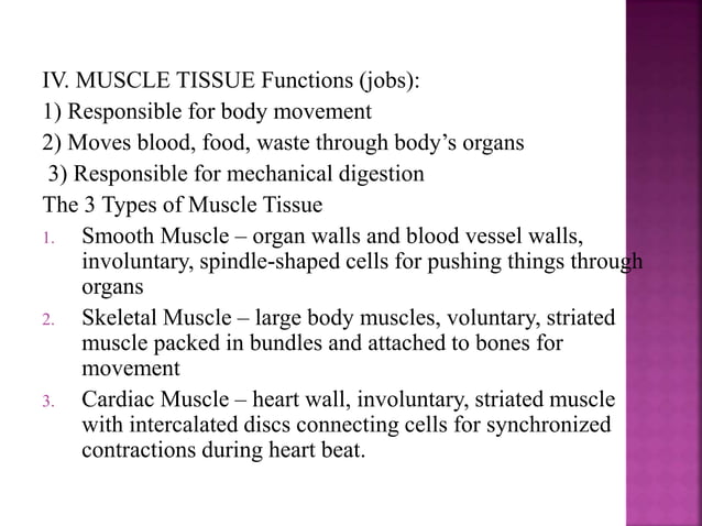 Basic Tissue Types In The Human Body Pptx