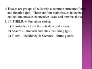 Basic tissue types in the human body | PPTX