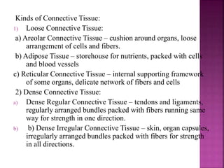 Basic tissue types in the human body | PPTX