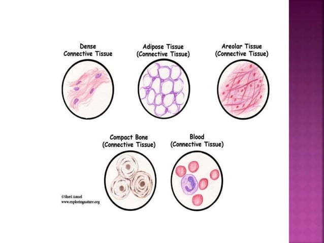 Basic tissue types in the human body